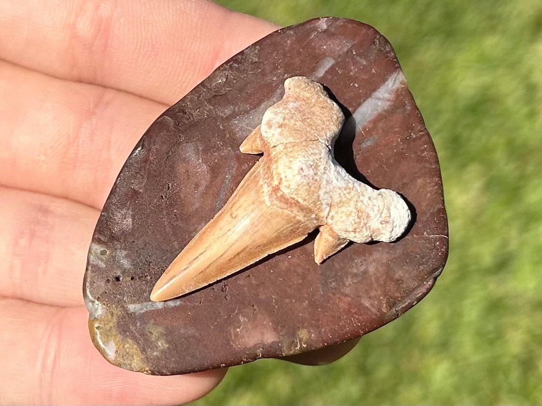 Fossil Sharks Tooth on Rock Fridge Magnet Otodus Morocco Shark Tooth ...