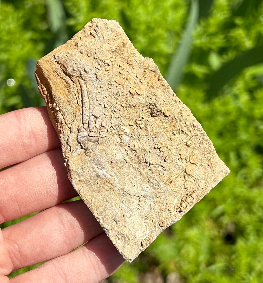 Alabama Fossil Crinoid Fossil in Matrix Oklahomacrinus Alva Bangor ...