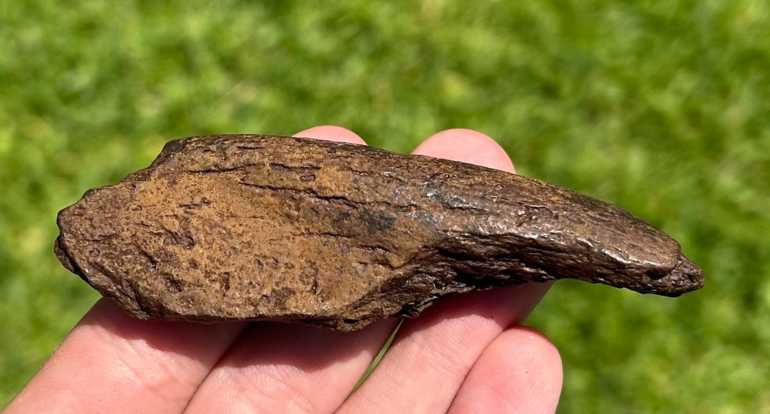 RARE Fossil Sloth Claw Megalonyx Jeffersonii Pleistocene - Etsy