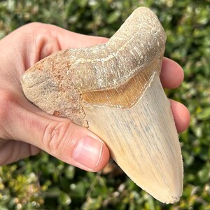 RARE Moroccan Megalodon Sharks Tooth Fossil 4.09” Dakhla Morocco Shark ...