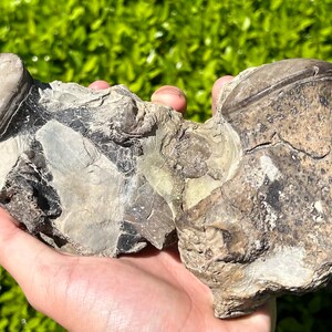 DOUBLE Fossil Mosasaur Vertebrae in Matrix Dinosaur Bones Texas Ozan ...