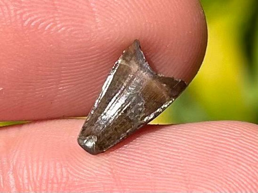 Hell Creek Fossil Crocodile Tooth Croc Cretaceous Dinosaur Age Montana ...