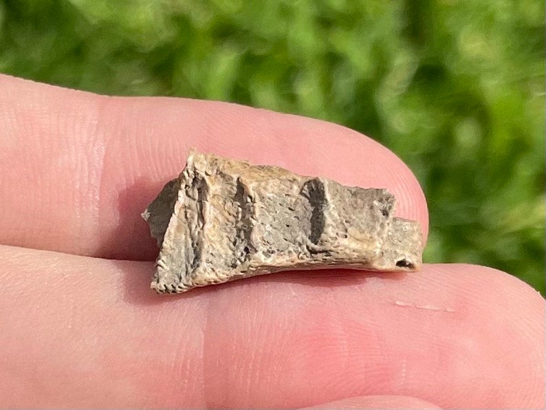 Hell Creek Fossil Crocodile Jaw Fragment Croc Cretaceous - Etsy