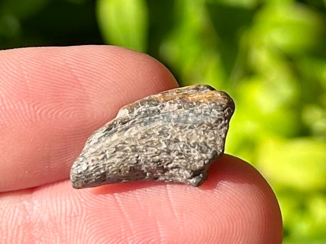 RARE Theropod Dinosaur Claw Fossil From Niger Dino Bones Kryptops ...