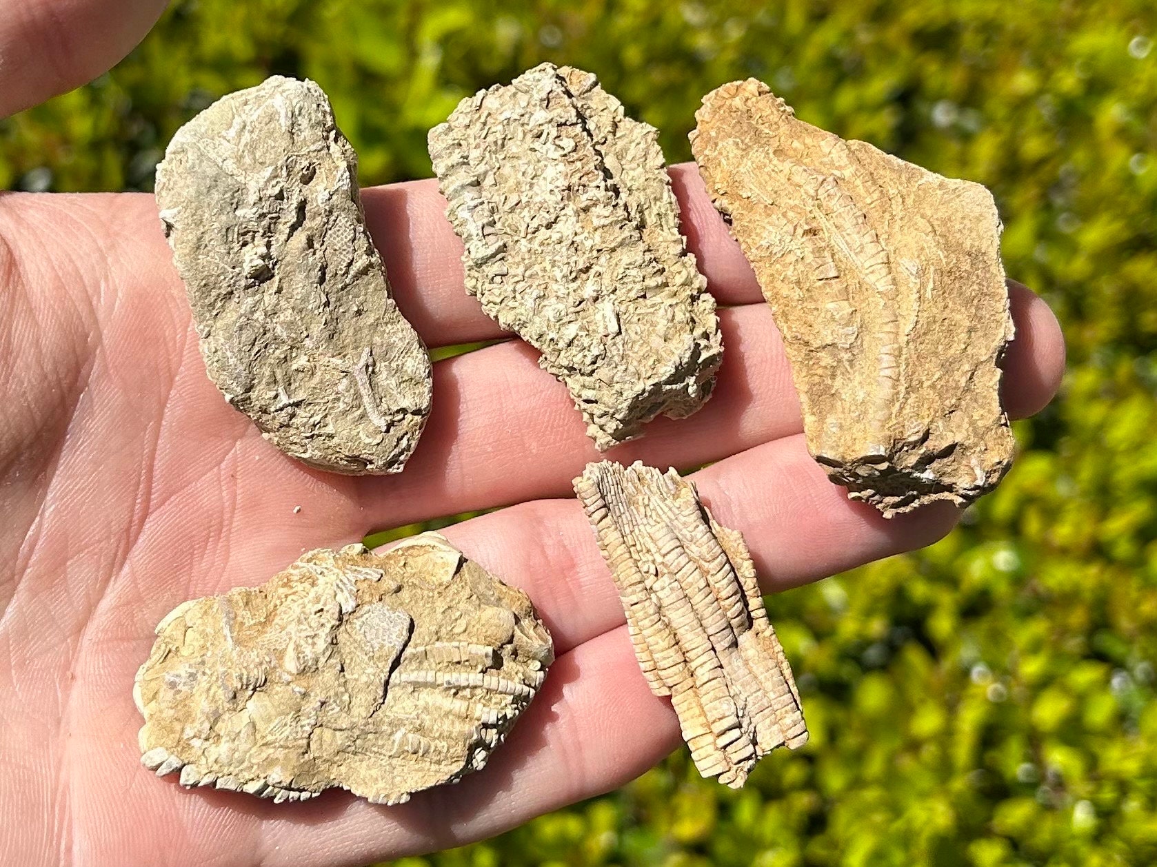 Fossil Crinoids Fossil Collection LOT OF 5 Alabama Fossils Bangor ...