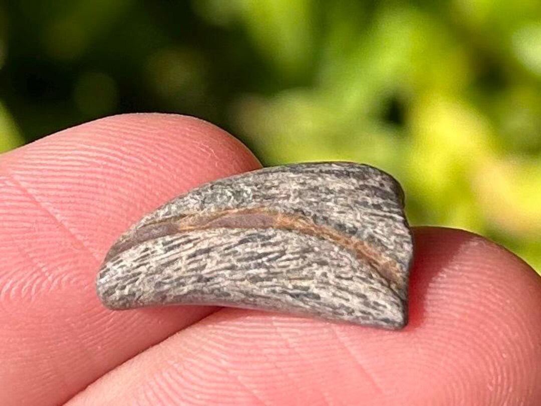 Theropod Dinosaur Claw Fossil From Niger Dino Bones Kryptops ...