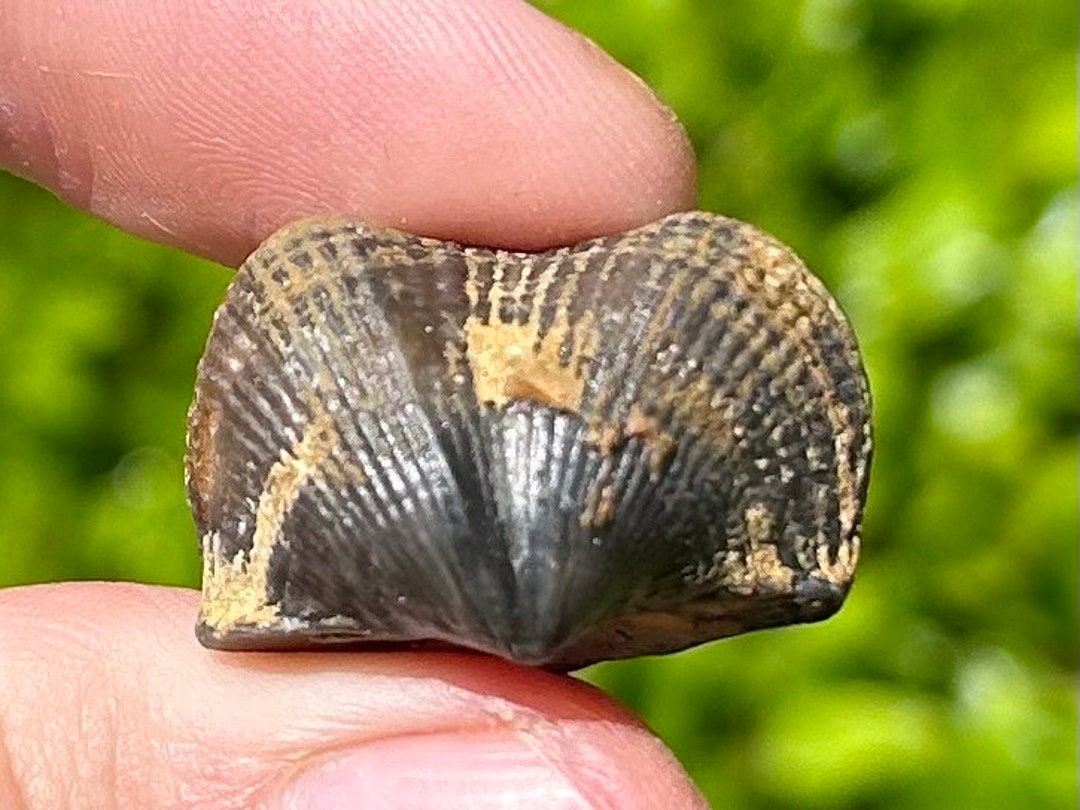 China Fossil Brachiopod Spiriferid NICE Devonian Age Yunnan Chinese ...