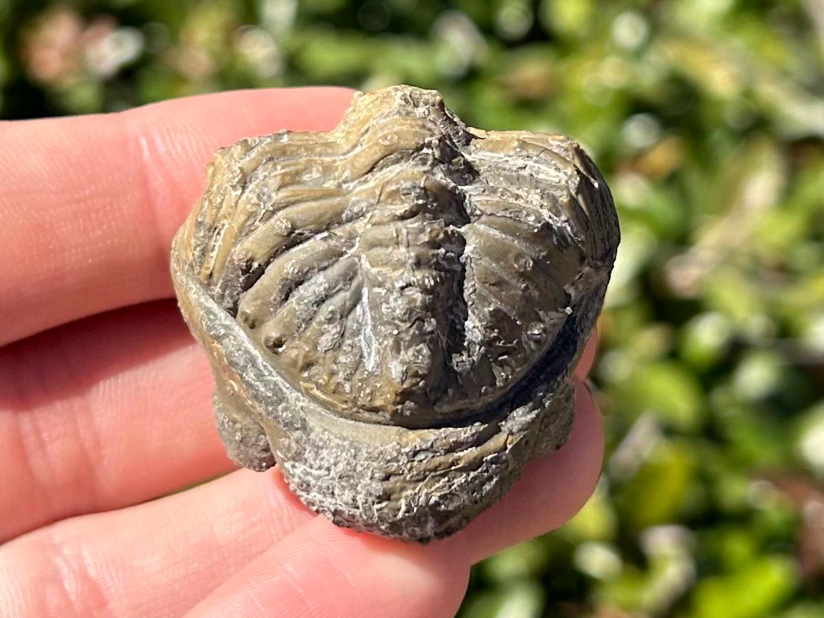 Drotops Megalomanicus Fossil Trilobite Morocco Devonian Age Enrolled ...
