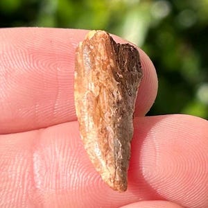 Abelisaur Theropod Dinosaur Tooth Morocco Cretaceous Age Kem Kem Raptor ...