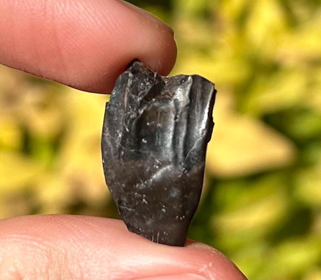 NICE Iguanodon Dinosaur Tooth Fossil Hastings UK Cretaceous Age Dino ...