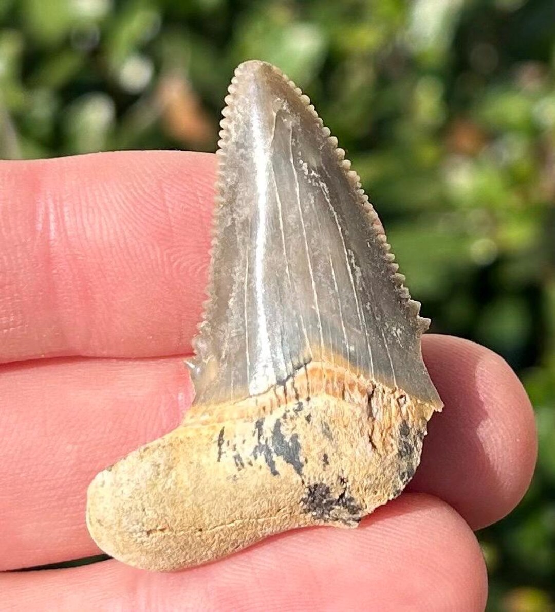 Auriculatus Sokolovi Sharks Tooth Fossil Dakhla Morocco Megalodon ...