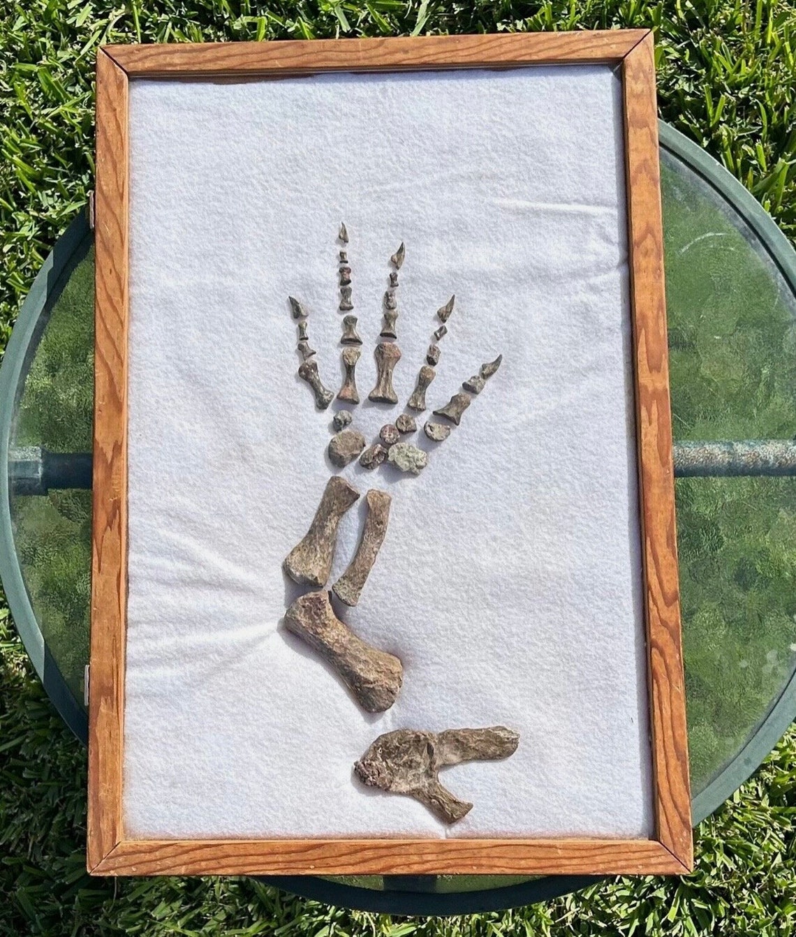 RARE Dimetrodon Leg and Foot MUSEUM QUALITY Fossil Dinosaur Permian ...