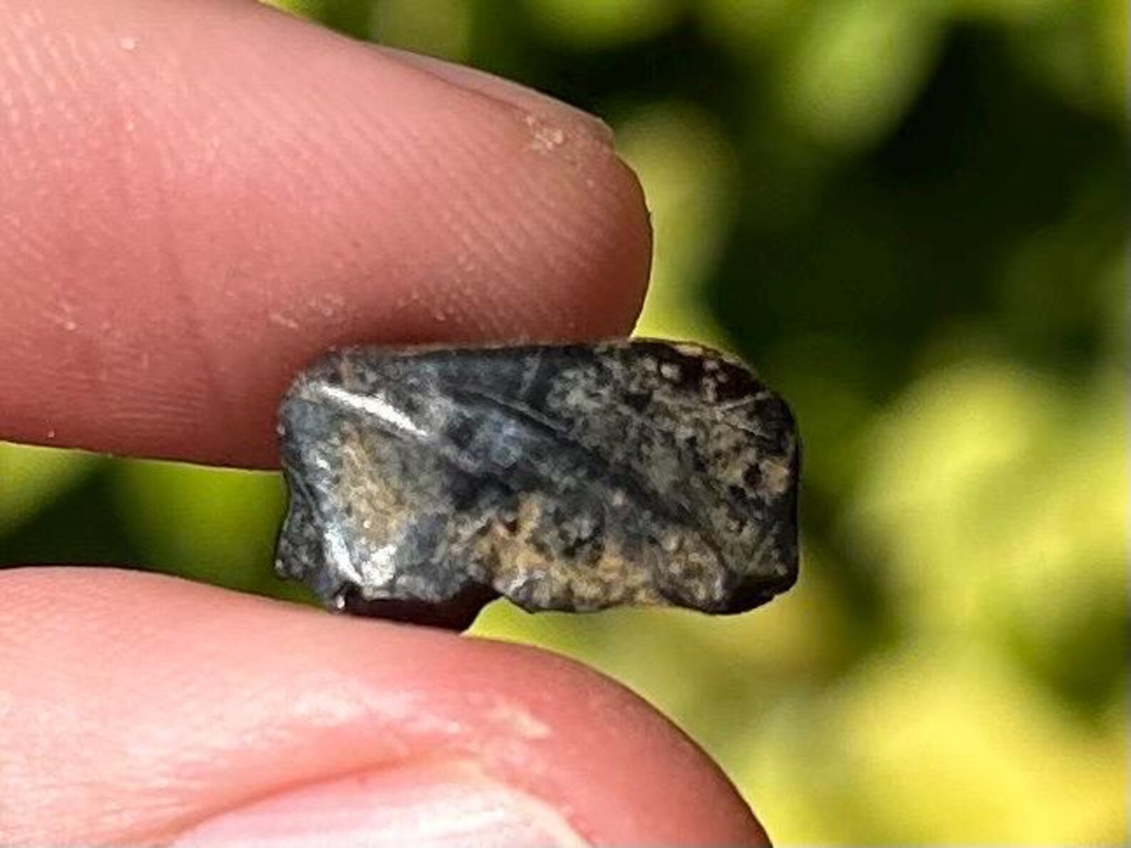 RARE Iguanodon Dinosaur Tooth Fossil Hastings UK Cretaceous Age Dino ...