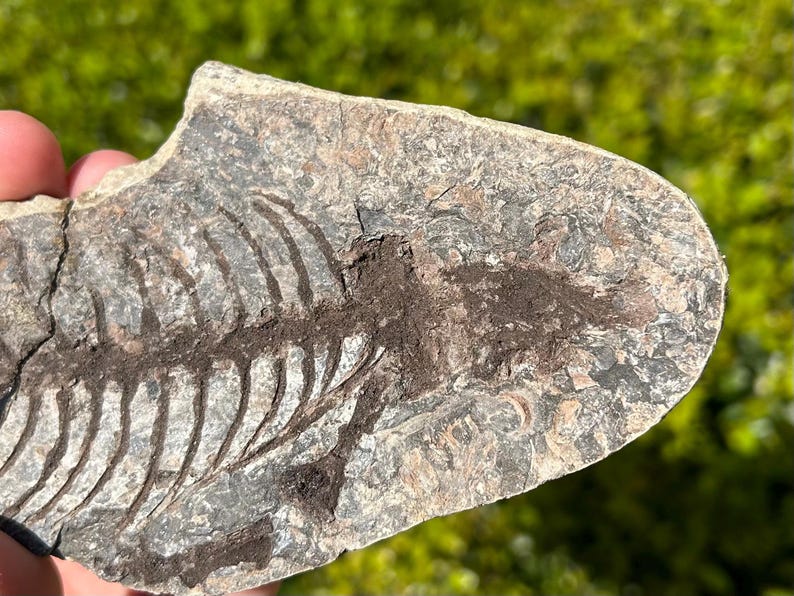 RARE Barasaurus Skeleton Madagascar Fossil Late Permian Reptile ...