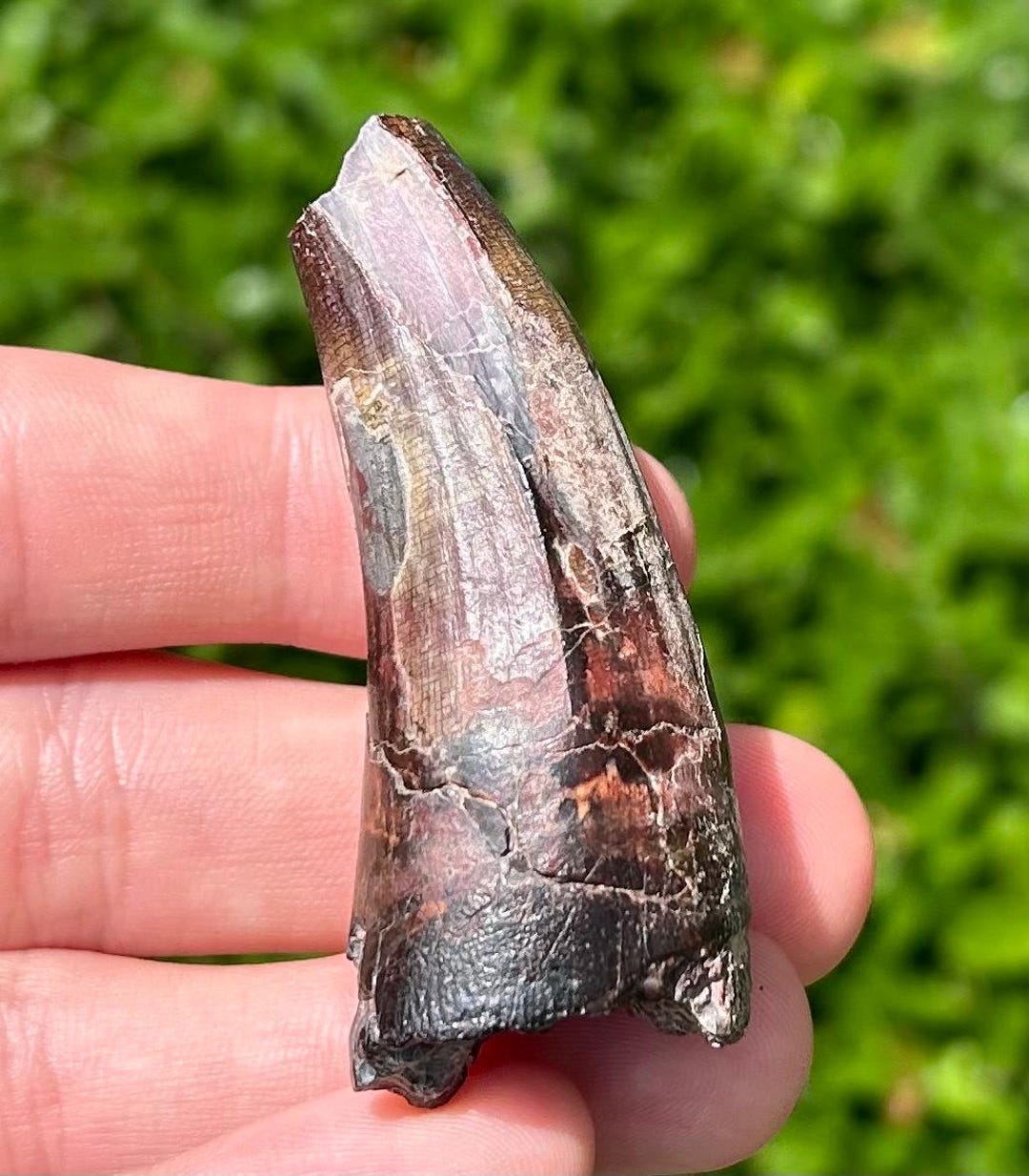 HUGE Sarcosuchus Tooth Fossil 2.25 Niger SUPER CROC Crocodile Dinosaur ...