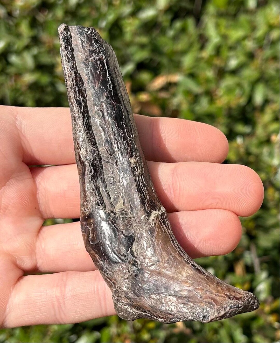 RARE Fossil Protosphyraena Swordfish Bone Cretaceous Ozan Formation - Etsy