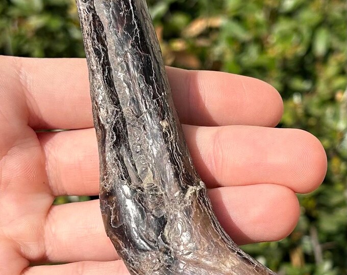 RARE Fossil Protosphyraena Swordfish Bone Cretaceous Ozan Formation - Etsy