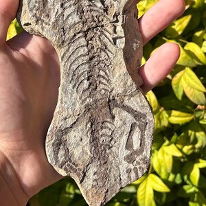 RARE Barasaurus Skeleton Madagascar Fossil Late Permian Reptile ...