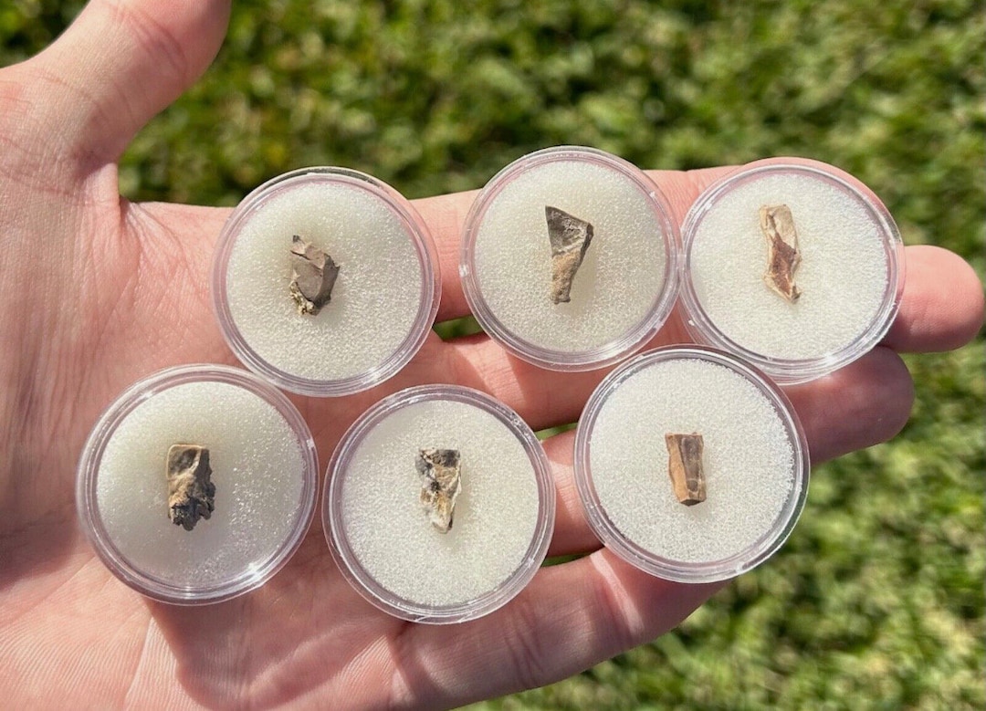 One TRICERATOPS Tooth Dinosaur Teeth Fossils in Case ONE per Purchase ...