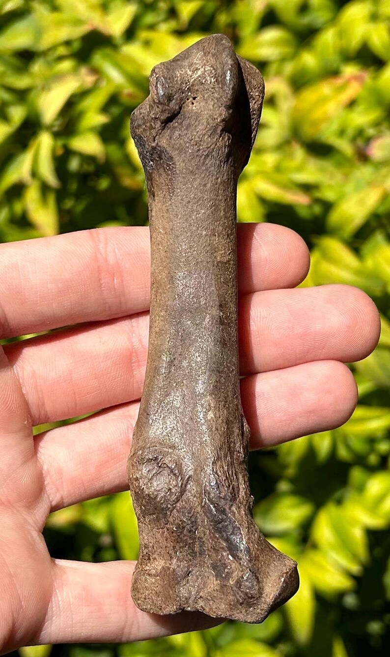 RARE Texas Panthera Atrox Fossil Metacarpal Bone Pleistocene Age ...