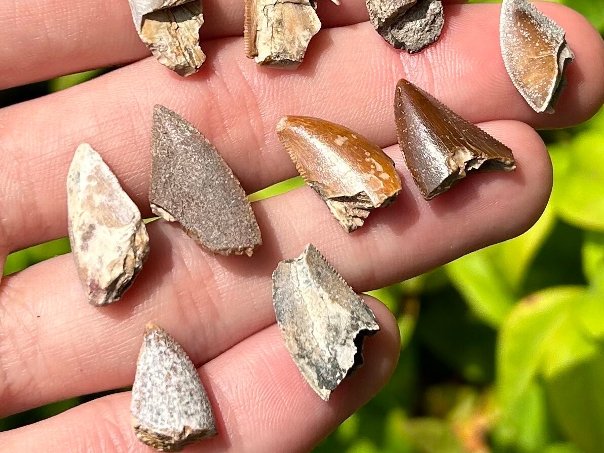 Majungasaurus Dinosaur Teeth Fossils Wholesale LOT OF 10 Madagascar ...