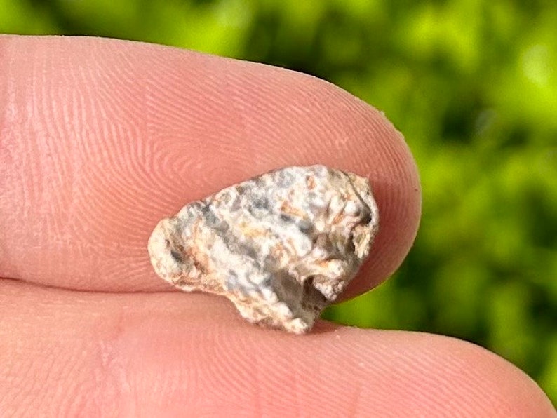 Texas Fossil Lungfish Tooth RARE Permian Age Fish Wolfcampian Series - Etsy