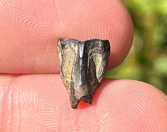 Hadrosaur Dinosaur Tooth Edmontosaurus NICE Montana Cretaceous Dino ...