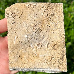 DOUBLE Fossil Crinoids in Matrix Phanocrinus Bangor Limestone Formation ...