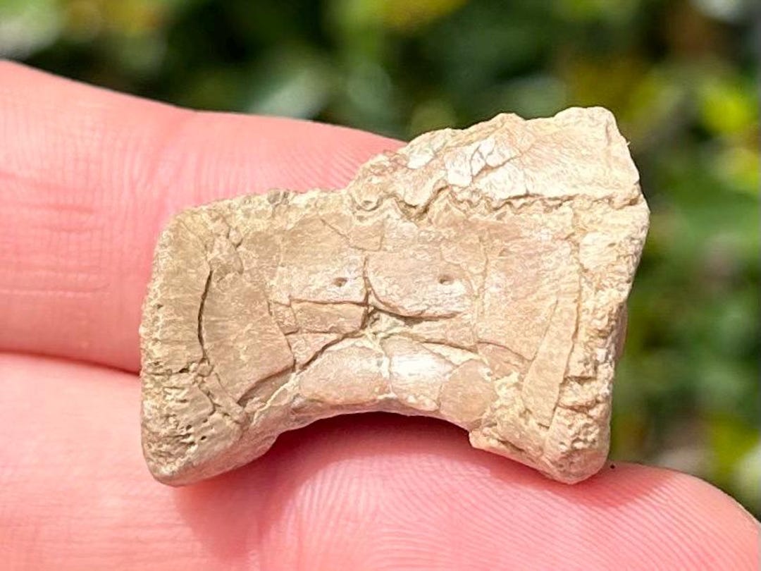 RARE Fossil Theropod Dinosaur Vertebrae Djadokhta Formation Mongolia ...
