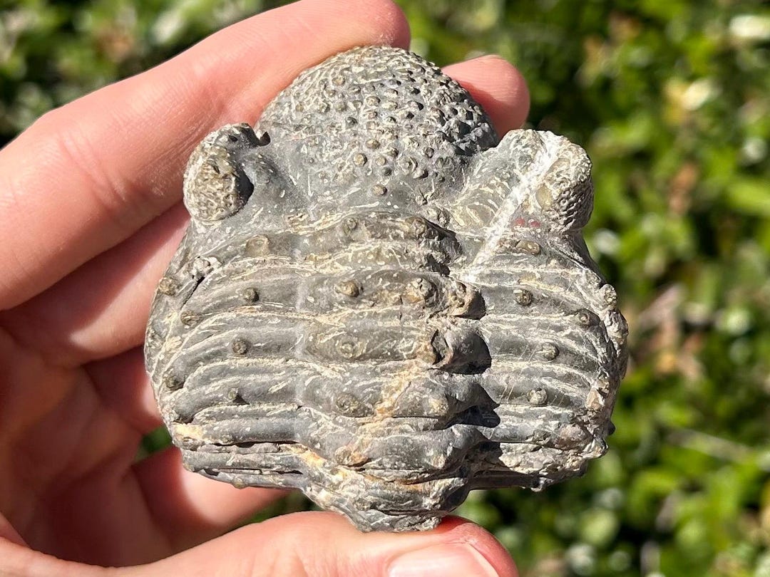 HUGE Drotops Megalomanicus Fossil Trilobite Morocco Devonian Age ...