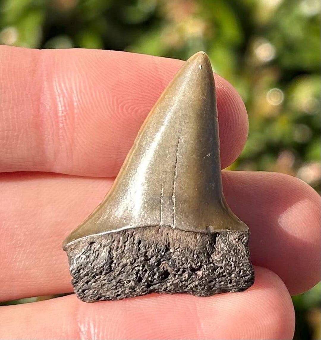 SUPERB Fossil Mako Sharks Tooth Megalodon Age South Carolina Shark ...