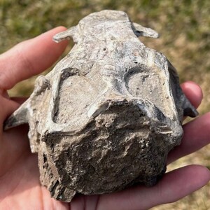 RARE Fossil Psittacosaurus Dinosaur Skull Bone China Yixian Fm ...