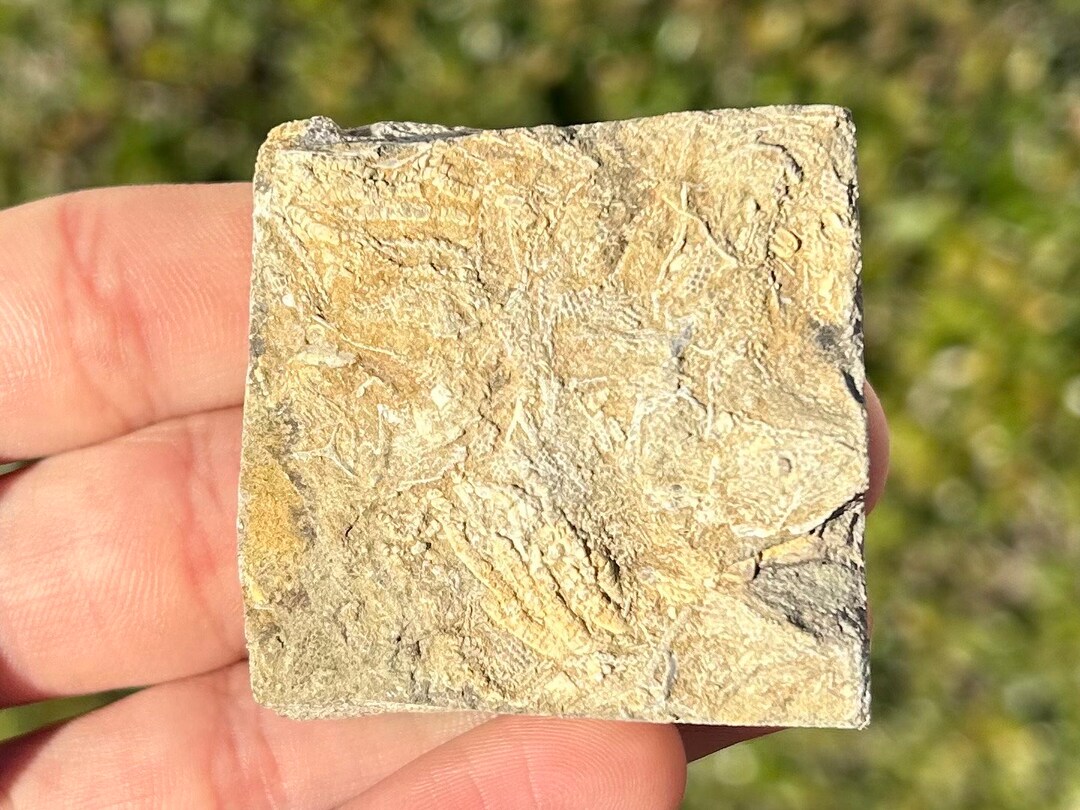 Alabama Fossil Crinoid in Matrix Mississippian Age Bangor Limestone ...