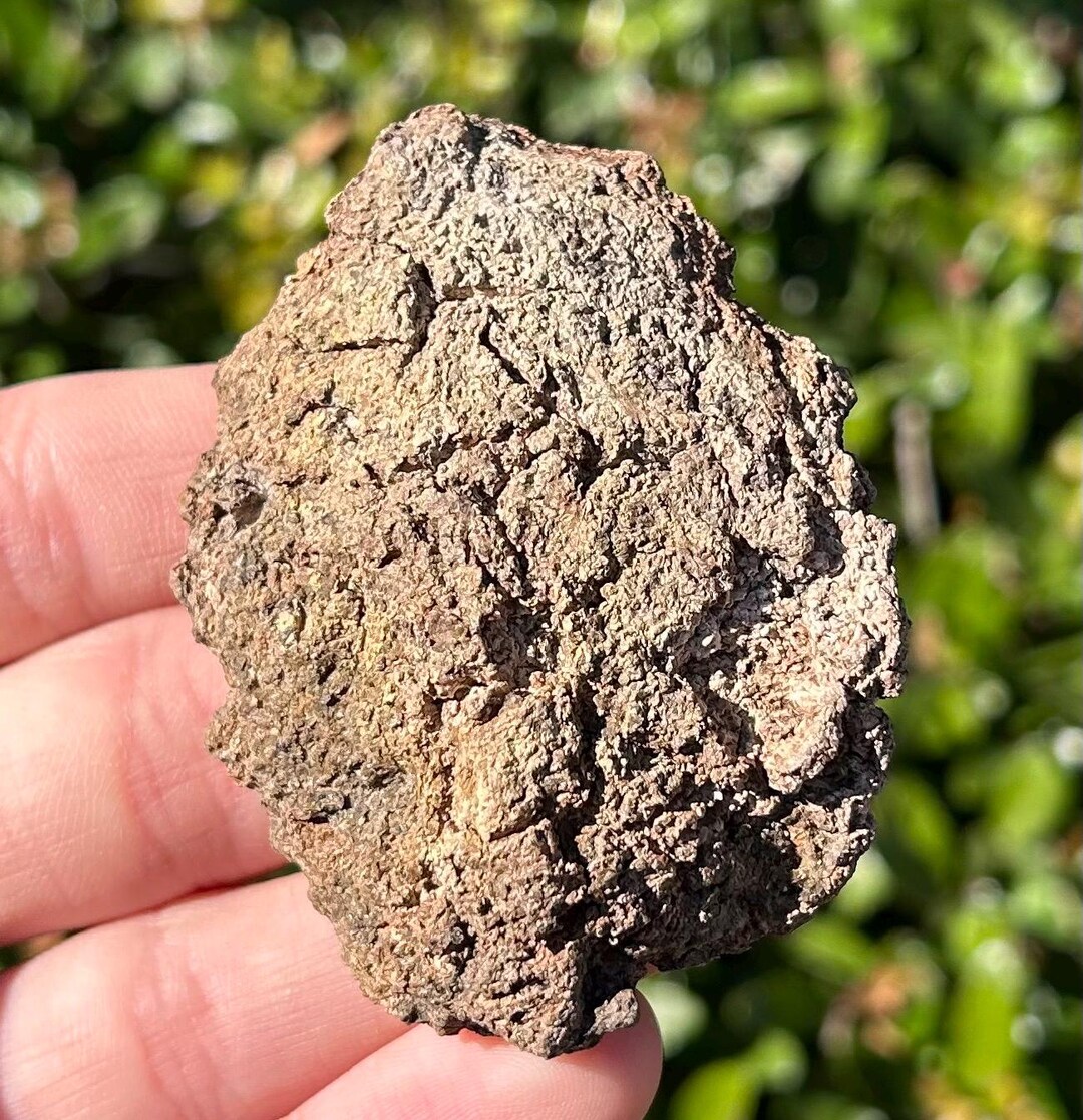 RARE Europelta Dinosaur Scute Fossil Spain Ankylosaur Armor Escucha ...