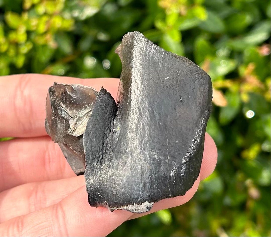 RARE Fossil Rhino Tooth Aceratherium Miocene Age Rhinoceros Mammal - Etsy