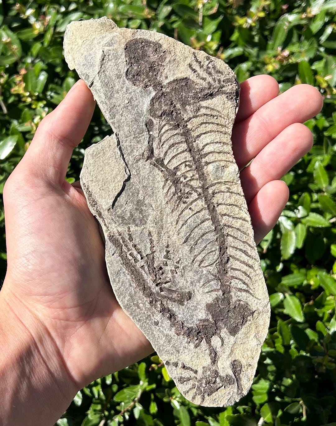 RARE Barasaurus Skeleton Madagascar Fossil Late Permian Reptile ...