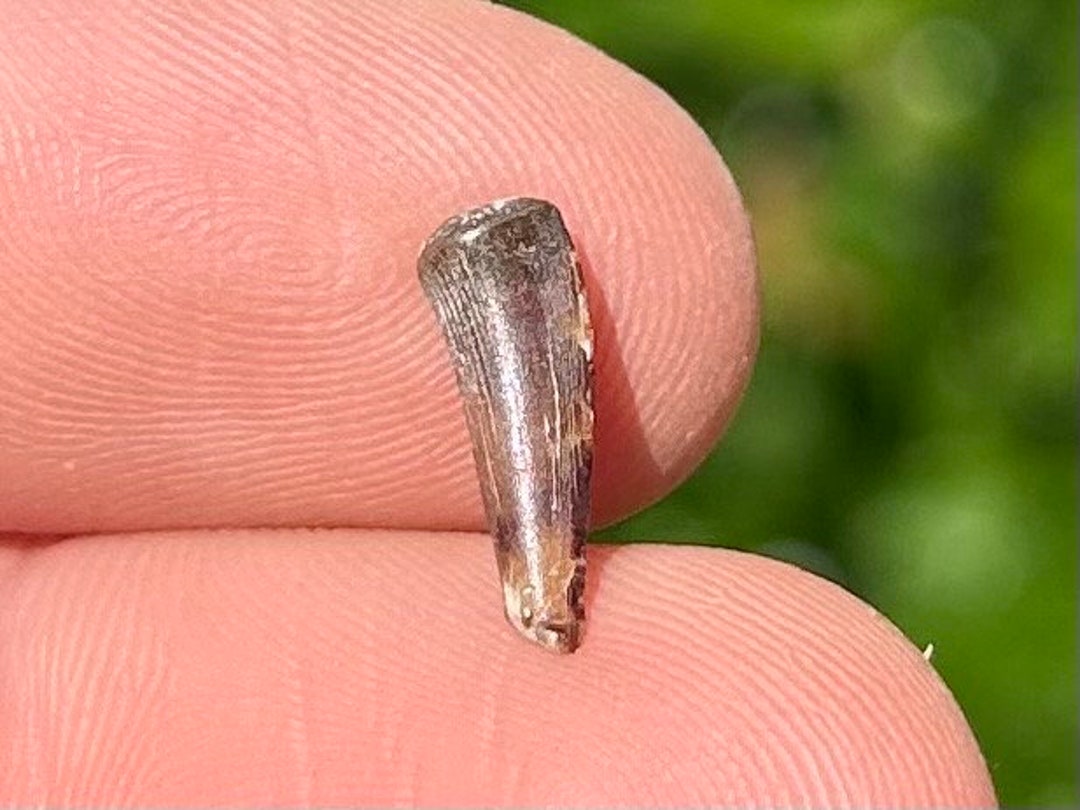 Texas Fossil Fish Tooth Fang Enchodus Sp. Cretaceous Age Ozan Formation ...