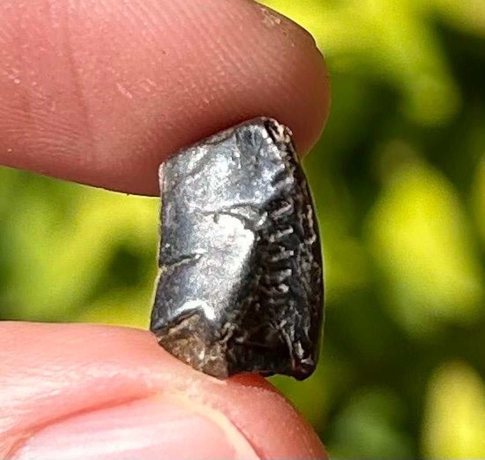 RARE Iguanodon Dinosaur Tooth Fossil Hastings UK Cretaceous Age Dino ...