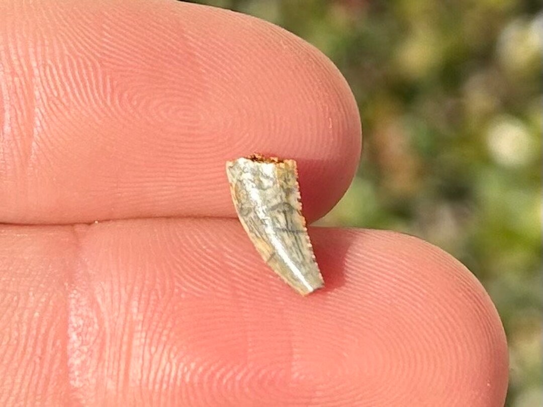 Interesting Theropod Dinosaur Tooth Fossil Raptor Abelisaur Morocco ...