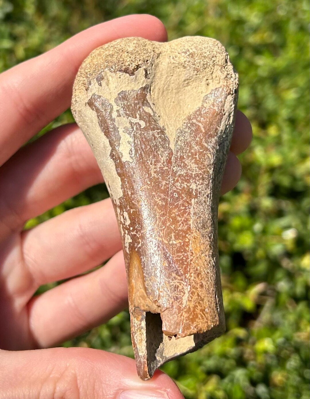 RARE Theropod or Pterosaur Limb Fragment Fossil Dinosaur Bones ...