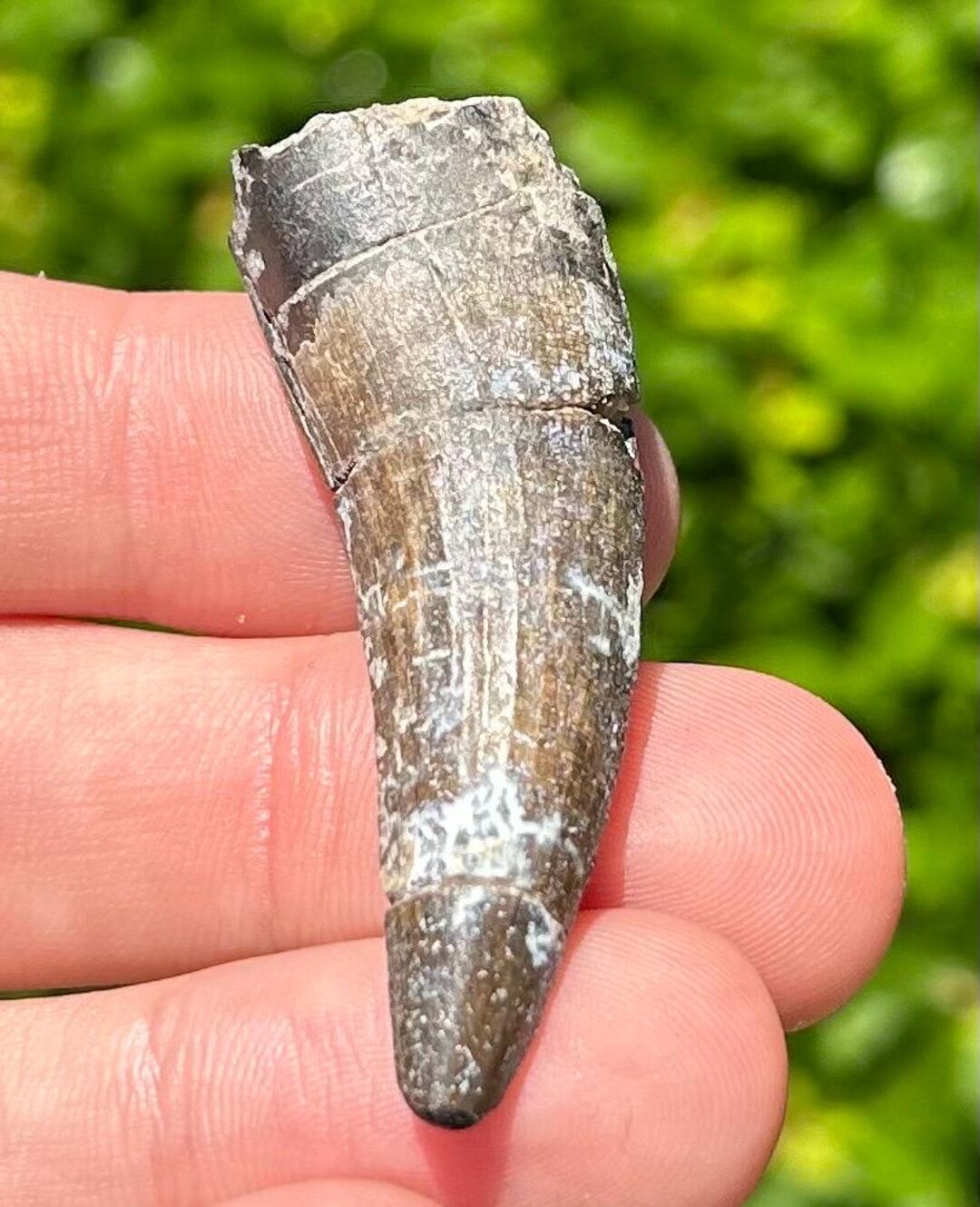 BIG Suchomimus Dinosaur Tooth Fossil From Niger 1.9” Spinosaurus ...