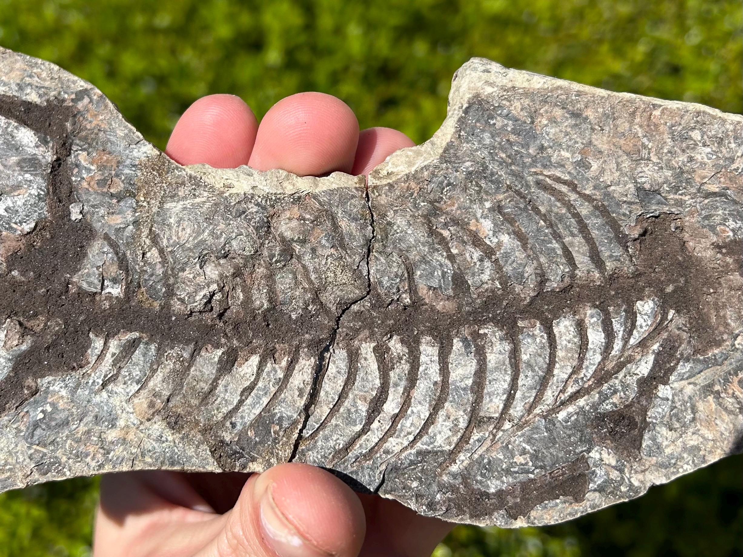 RARE Barasaurus Skeleton Madagascar Fossil Late Permian Reptile ...
