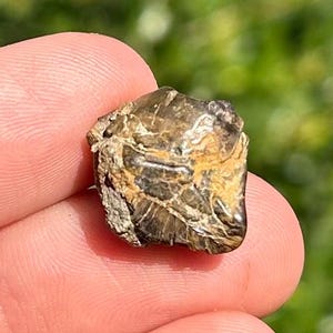 RARE Iguanodon Dinosaur Tooth Fossil Hastings UK Cretaceous Age Dino ...