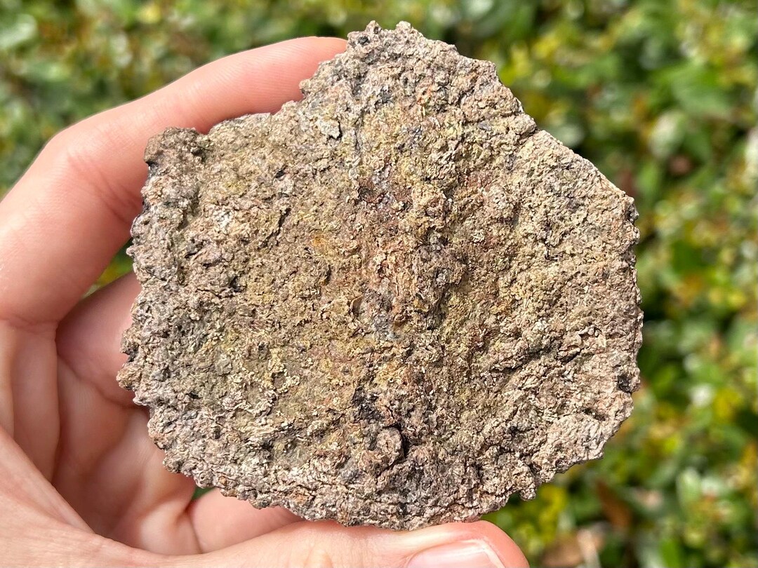RARE Europelta Dinosaur Scute Fossil Spain Ankylosaur Armor Escucha ...