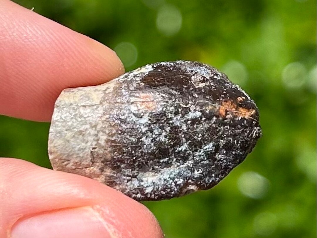 Rare Jurassic Sauropod Dinosaur Tooth Fossil Madagascar Isalo Iiib Formation Etsy