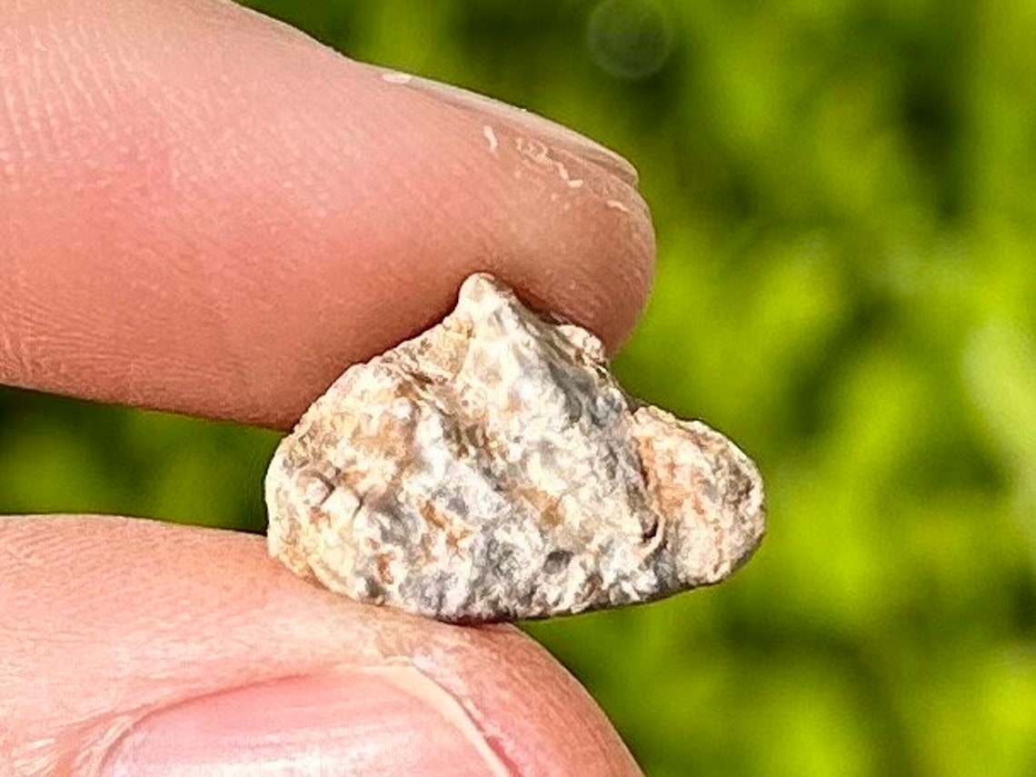 Texas Fossil Lungfish Tooth RARE Permian Age Fish Wolfcampian Series - Etsy