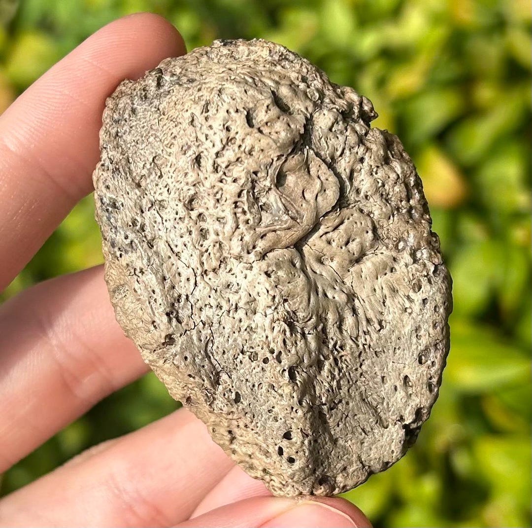 Anykylosaur Dinosaur Scute Fossil Two Medicine Formation Euoplocephalus ...