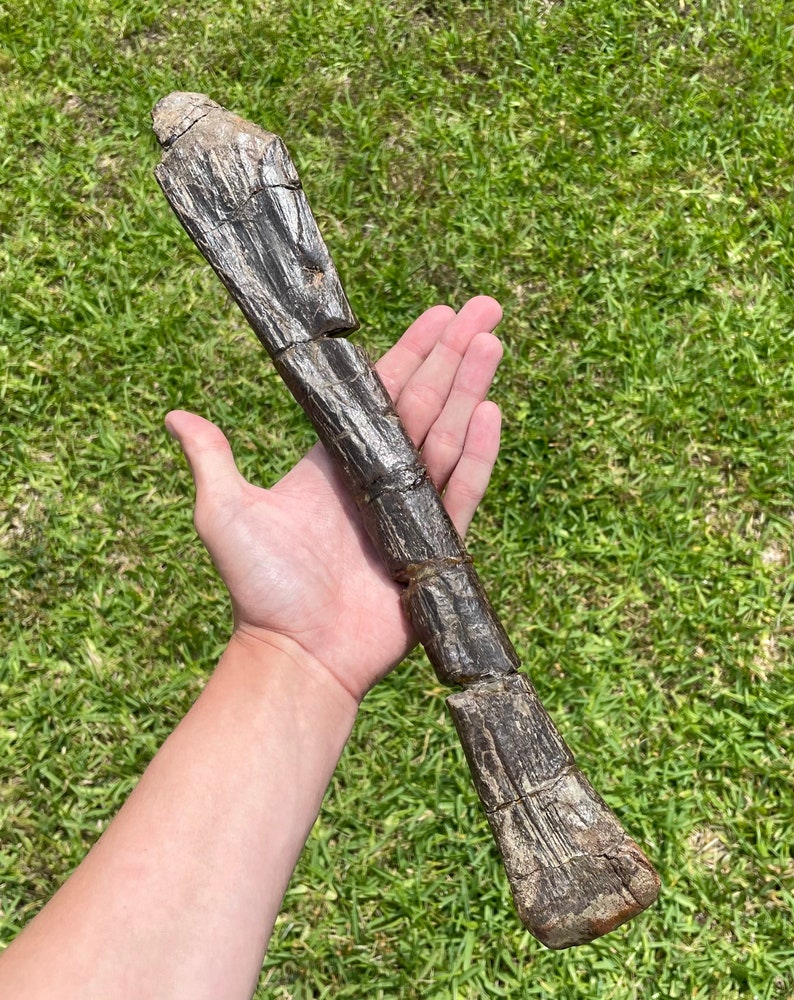 15.4 Montana Fossil Gryposaurus Radius Dinosaur Bone HUGE - Etsy