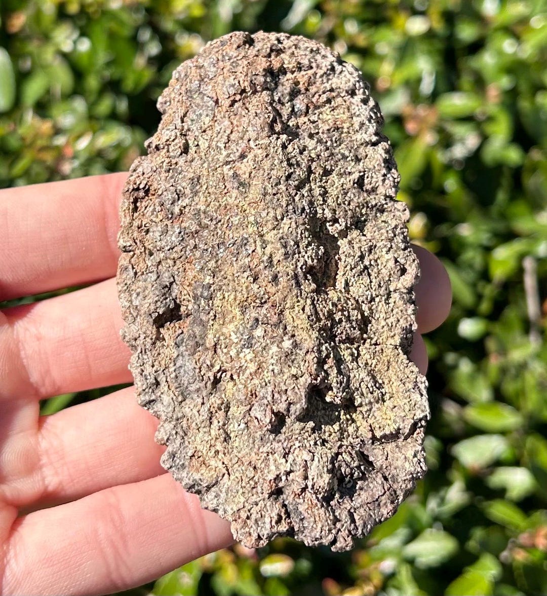 RARE Europelta Dinosaur Scute Fossil Spain Ankylosaur Armor Escucha ...