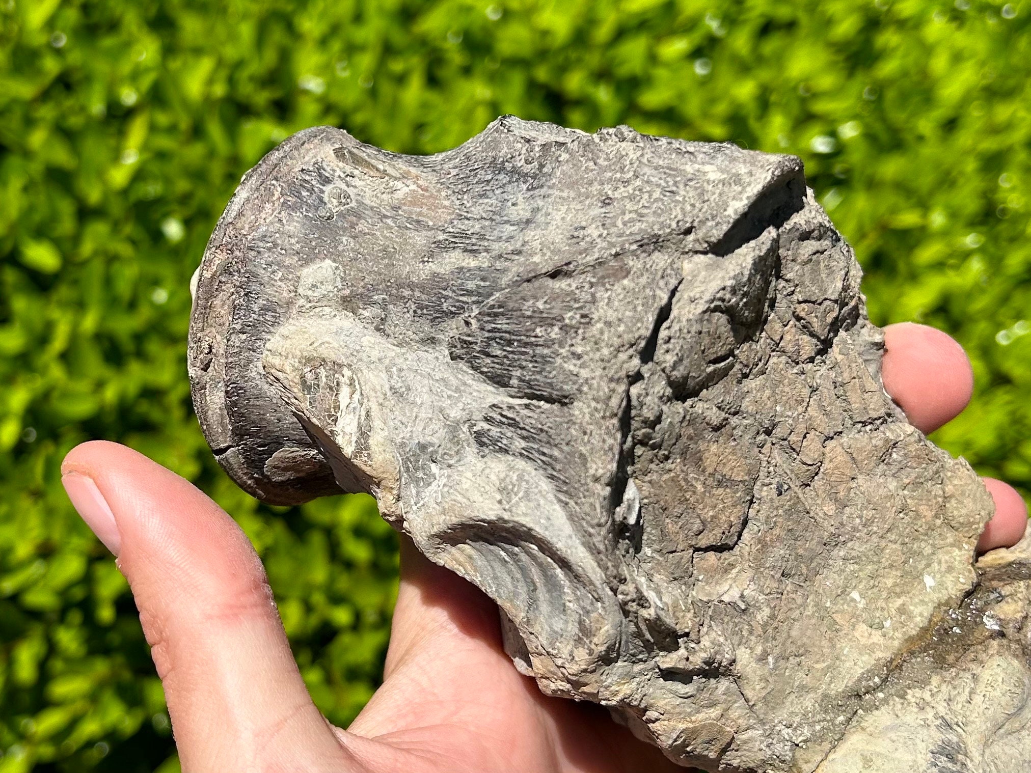 DOUBLE Fossil Mosasaur Vertebrae in Matrix Dinosaur Bones Texas Ozan ...